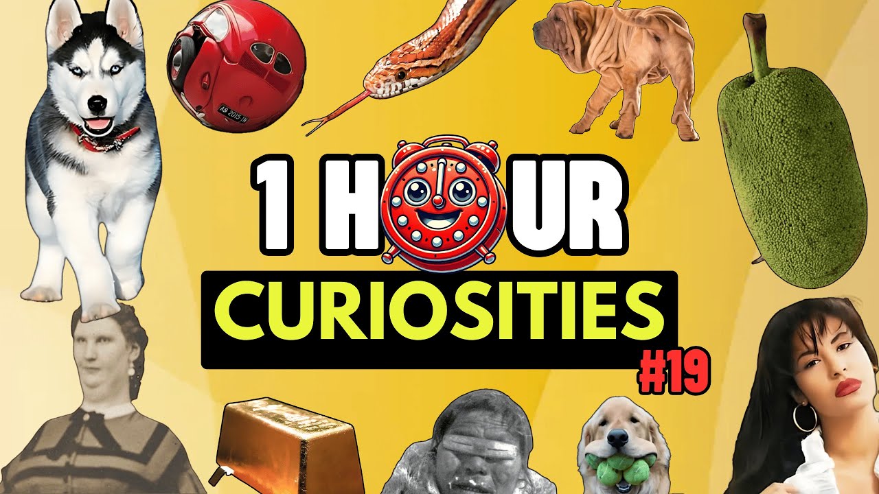 1 HOUR Of Random AMAZING FACTS That Will Blow Your Mind⏰| #19 - YouTube