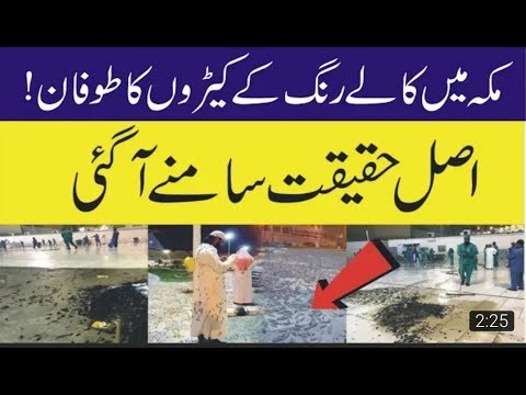 Reality Behind Insects Swarm In Saudi Arabia || Black Grasshoppers ...