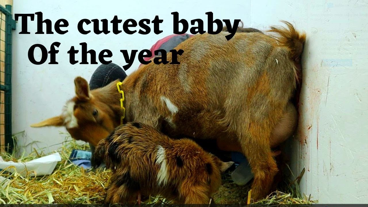 Now that's a GORGEOUS baby! (miniature goat birth) - YouTube