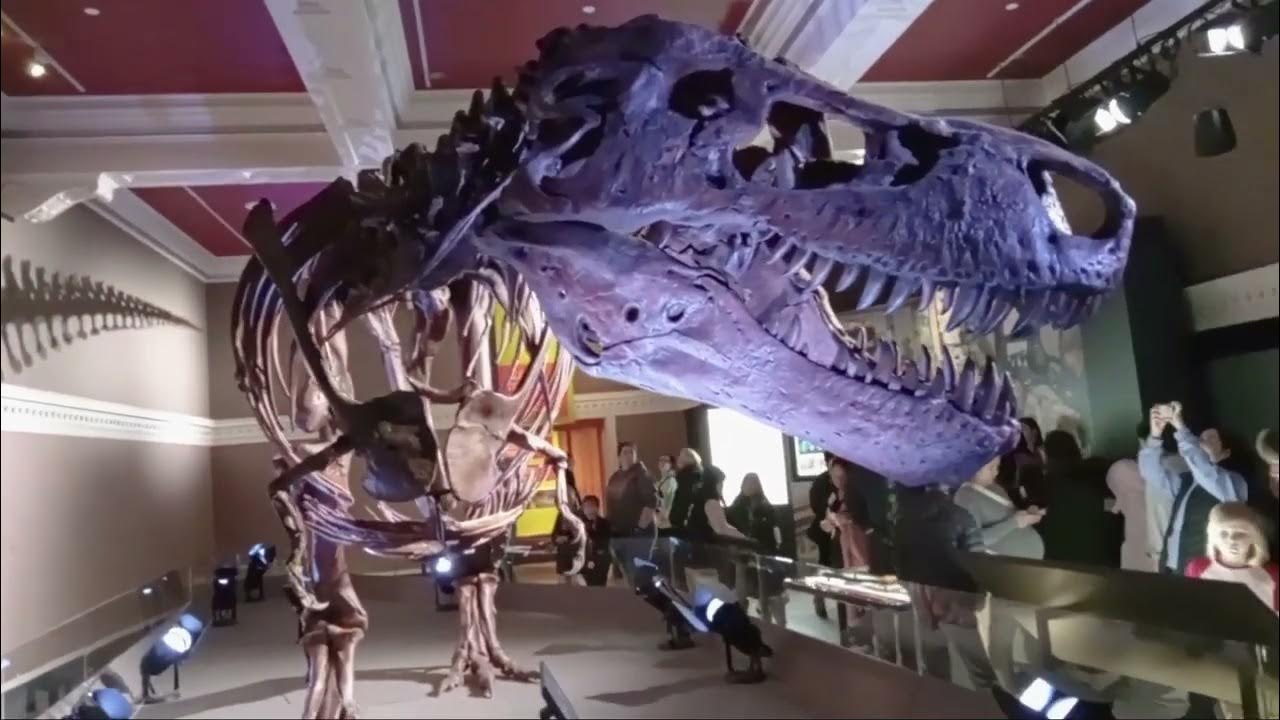 Sue, The T Rex Experience, Up Close and Personal at Royal BC Museum ...