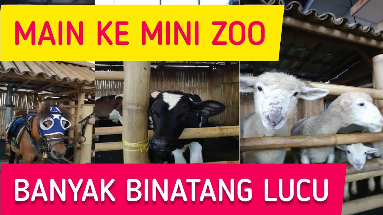 BERMAIN DI MINI ZOO HOTEL GRAND TJOKRO BANDUNG - YouTube