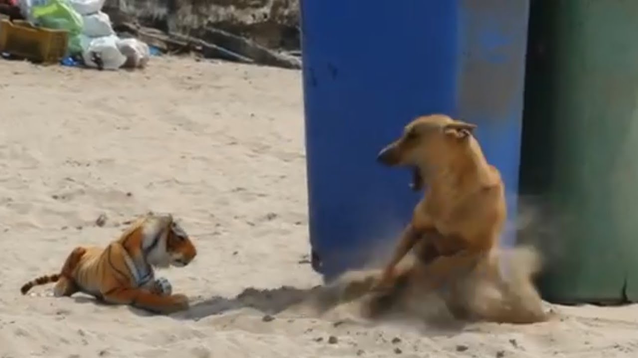 Fake Tiger Prank Dog | Dog Prank | Part 3 - YouTube