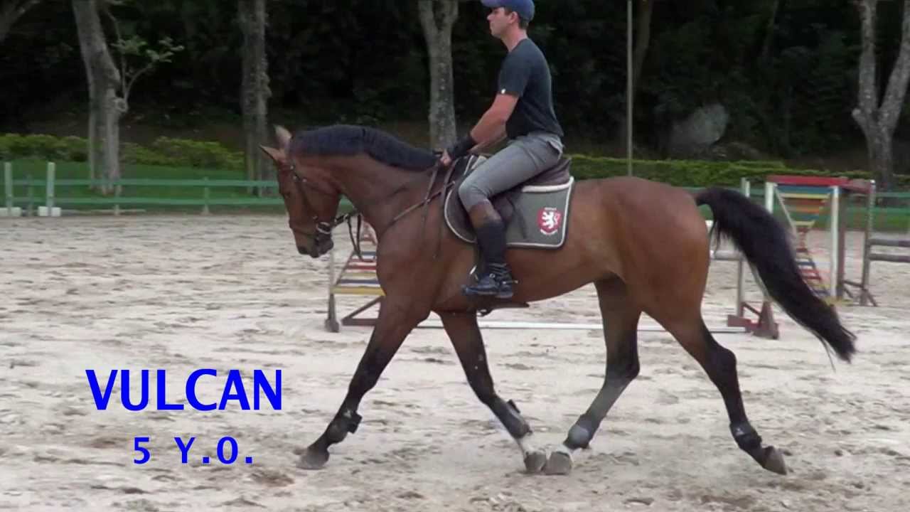 HORSE FOR SALE - VULCAN ( Ramiro Z x Landgraf bloodline ) - YouTube