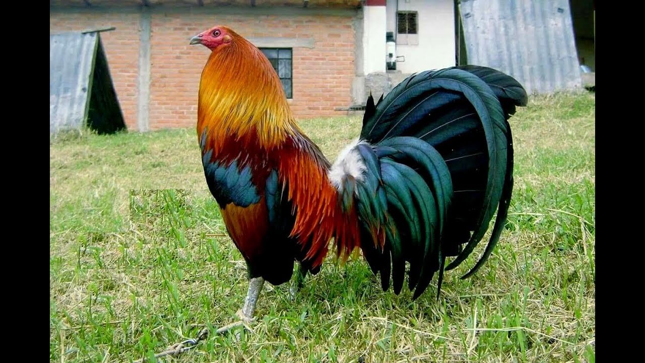 El Auténtico Semental - YouTube