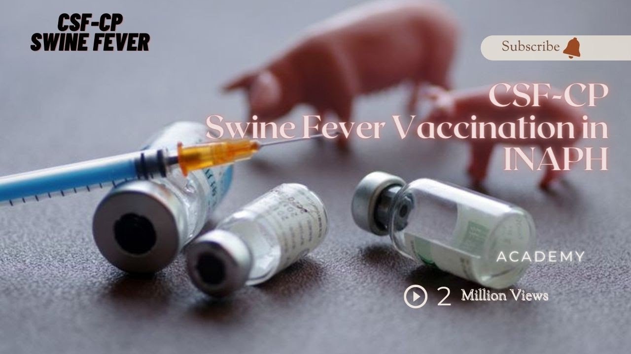 CSF-CP | Swine Fever Vaccination in INAPH - YouTube