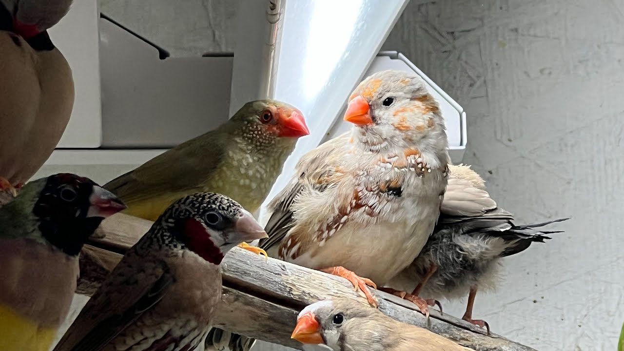 Zebra finch: New colors - YouTube