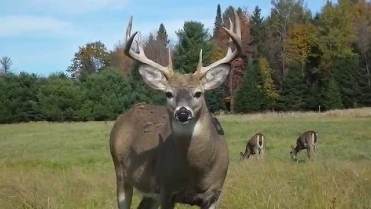 Mon gros buck... - YouTube