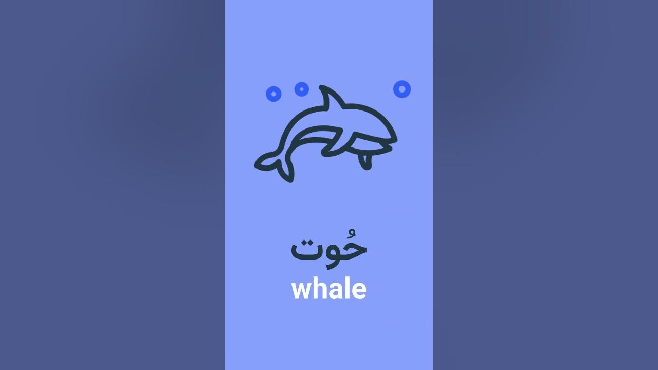 Sea Creatures 🐋 - Learn Arabic Vocabulary - YouTube