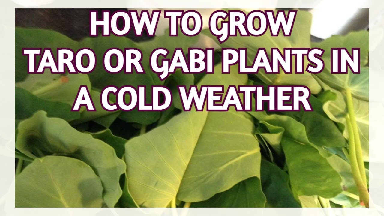 How to Grow Taro or Gabi Plants in a Cold Weather - YouTube