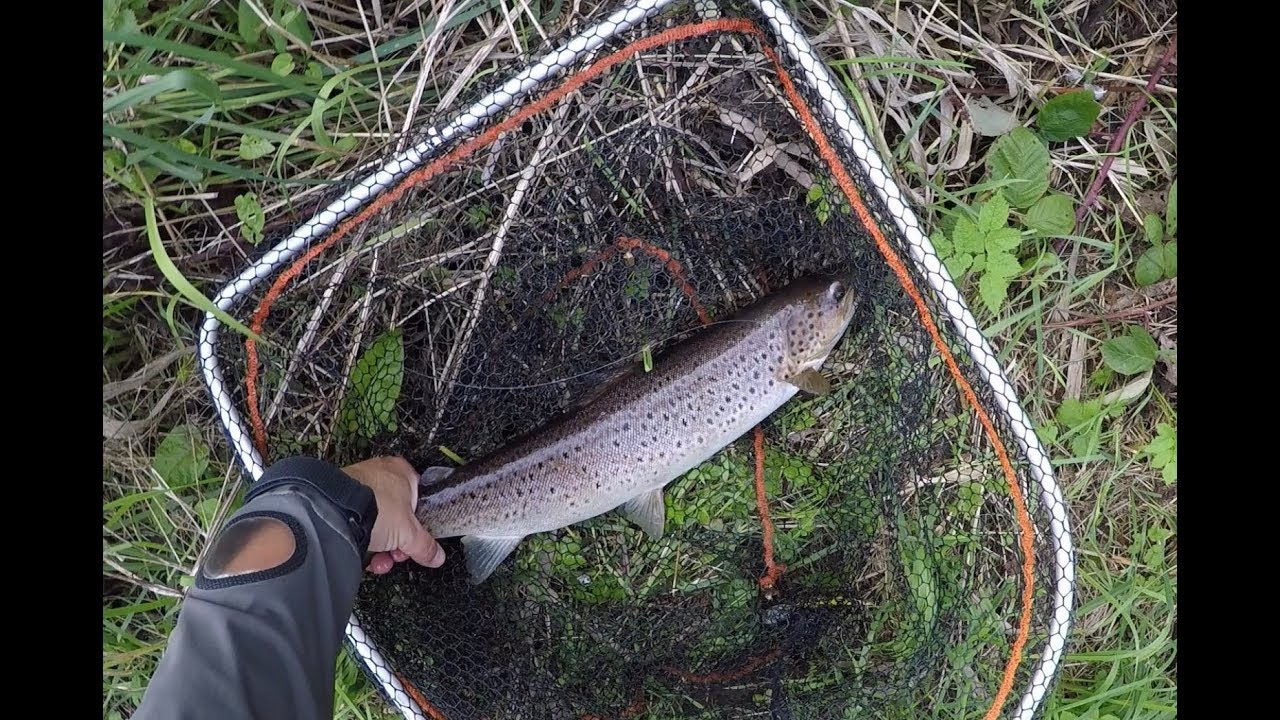 Sea Trout from the River Garnock in Kilwinning - YouTube