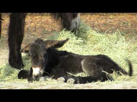 Poitou Esel Baby ( 0 Tage alt ) liegt im Heu - YouTube