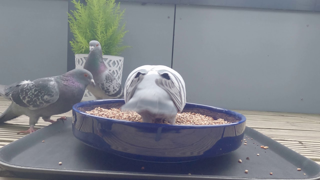 Pigeons dinner seeds time - YouTube