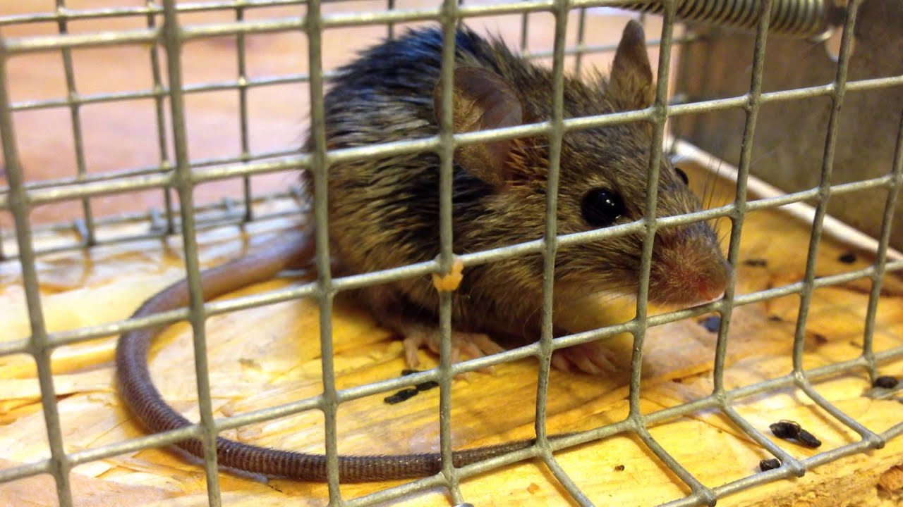 Pussy the Mouse - YouTube