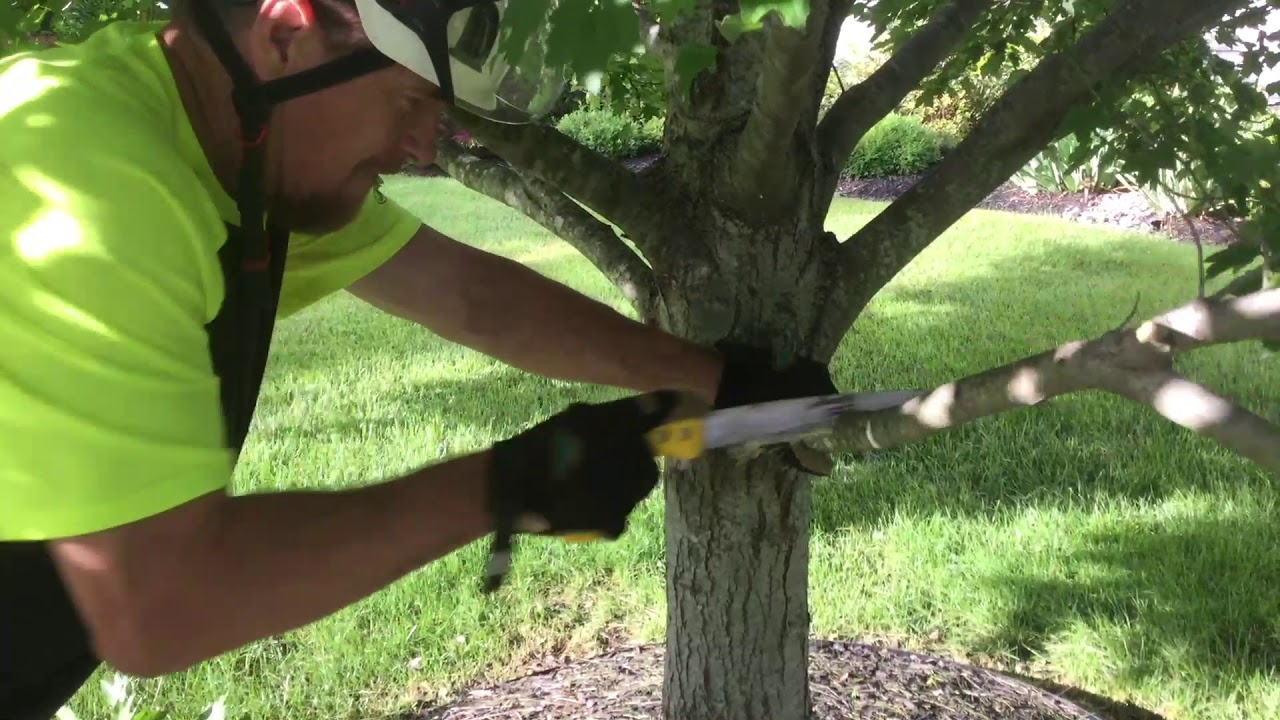 Donegan's Tree Service - YouTube