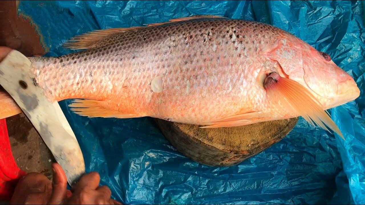 Big Red Snapper Cutting At Fish Market, Fish Cutting Skills, Fish ...