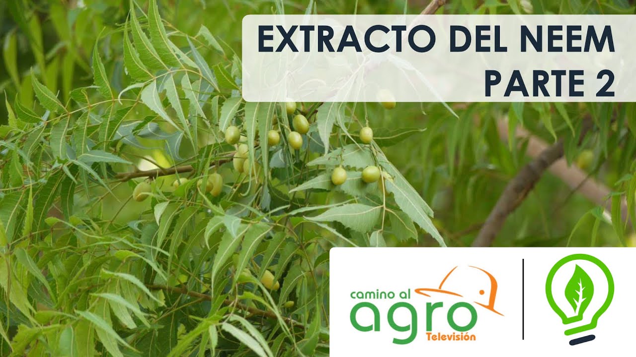 Ideas Biológicas - Extracto del Neem Parte 2 / Camino al Agro - YouTube