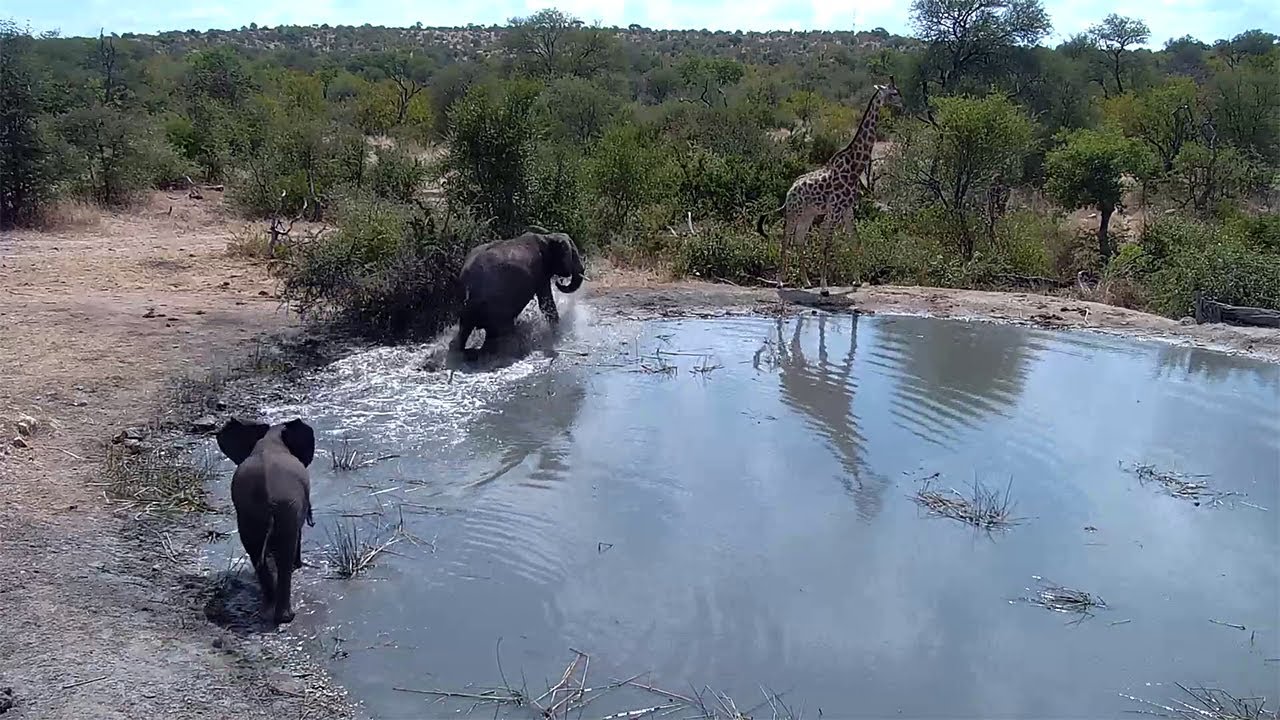 Elephant Chases a Giraffe - YouTube