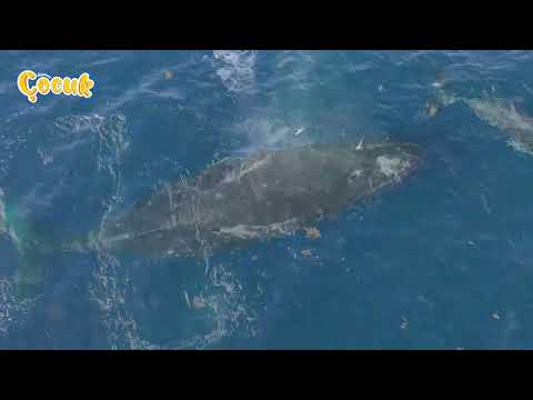 Hayvanlar Âlemi / Mavi Balina