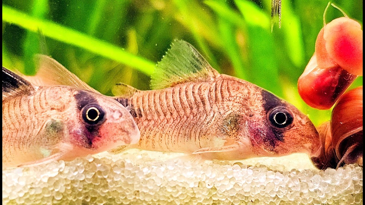 LIVE AQUARIUM 🐟Community Fish Tank with Relaxing Water Sounds🐠 - YouTube