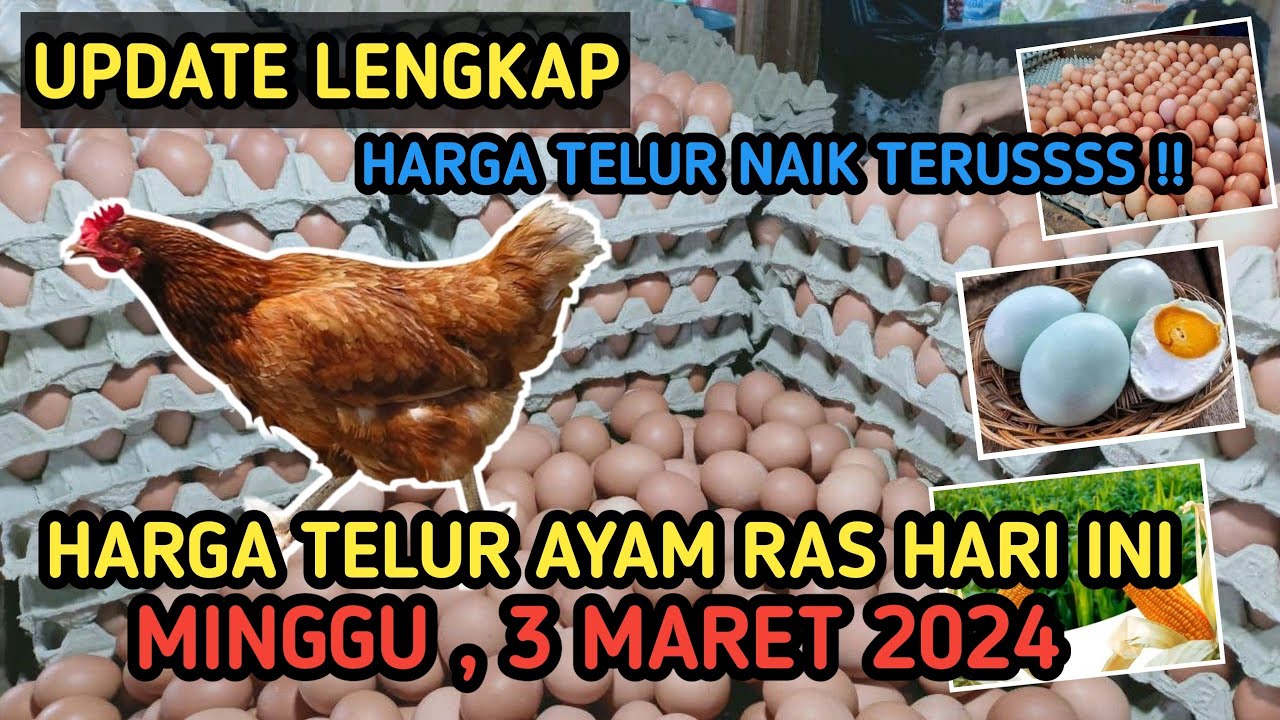 Harga Telur Ayam Ras Hari Ini, Minggu 3 Maret 2024 || Referensi Harga ...