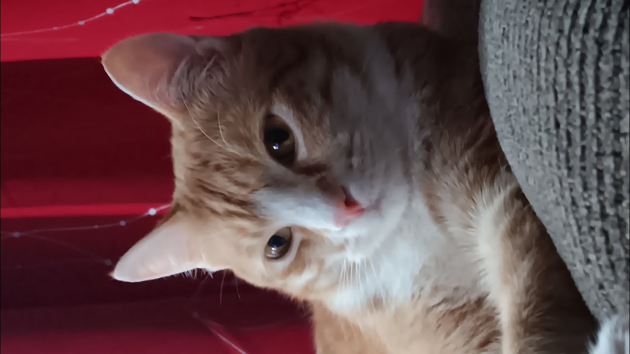 scratch cat gets pranked - YouTube
