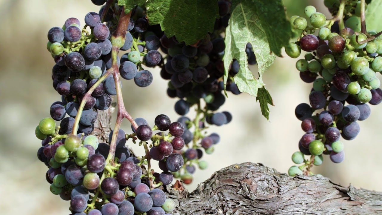 Tenuta CastelGiocondo – The spirit of Montalcino – Marchesi Frescobaldi ...