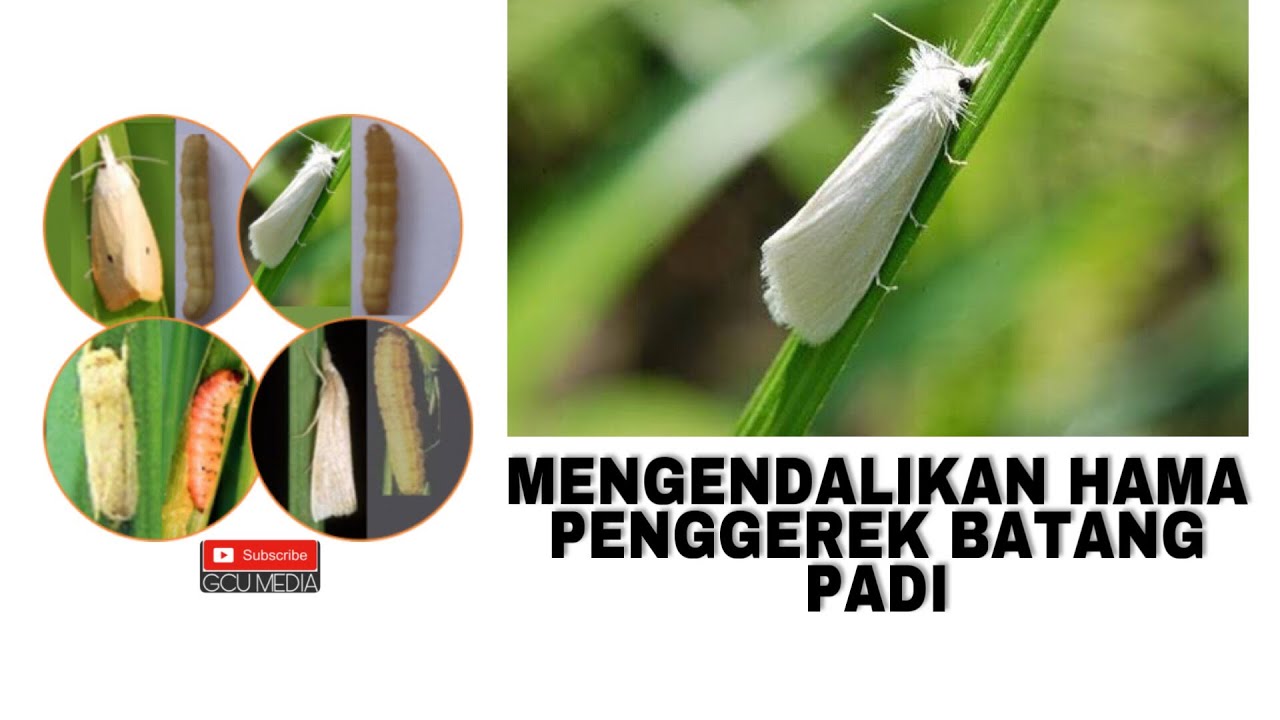 Mengenal dan mengendalikan hama penggerek batang - YouTube
