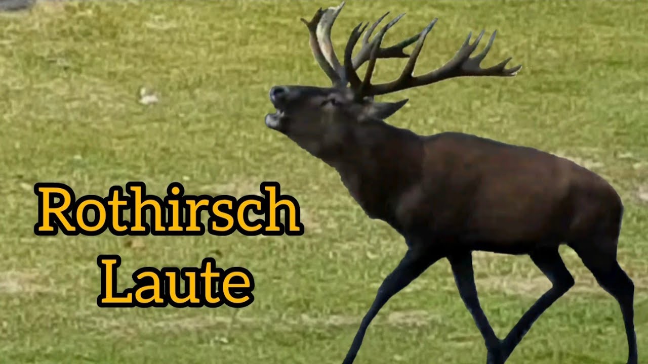 Das Röhren des Rothirschs #lovenature #Tierlaute #Tiergeräusche - YouTube