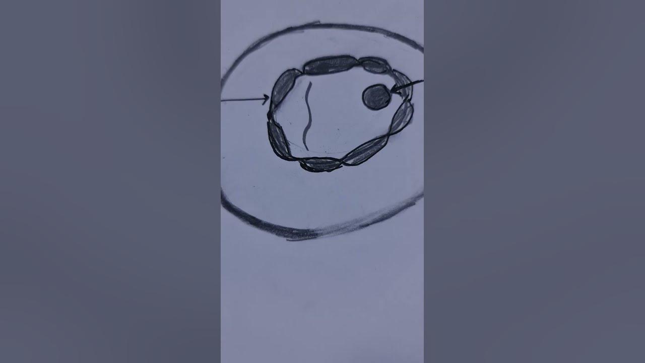 رسم الطور البيني المتأخر اطوار الانقسام الخيطي في الخلية للسادس العلمي Youtube