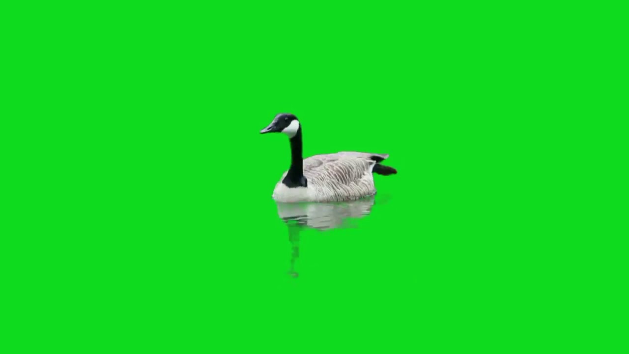 duck green screen - YouTube