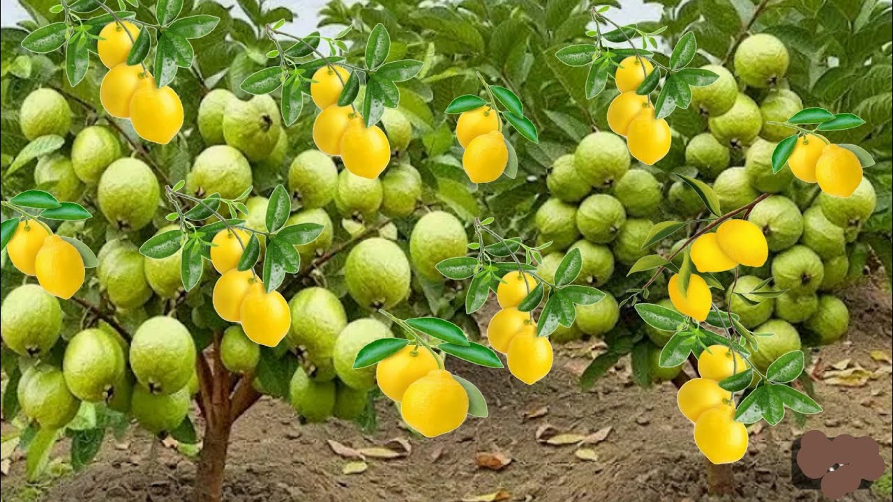 How grow to guava tree/how make to guava and lemon tree craft - YouTube