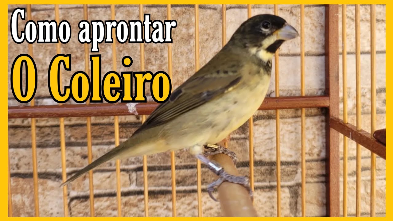 COMO APRONTAR O COLEIRO MACHO PARA REPRODUÇÃO - YouTube
