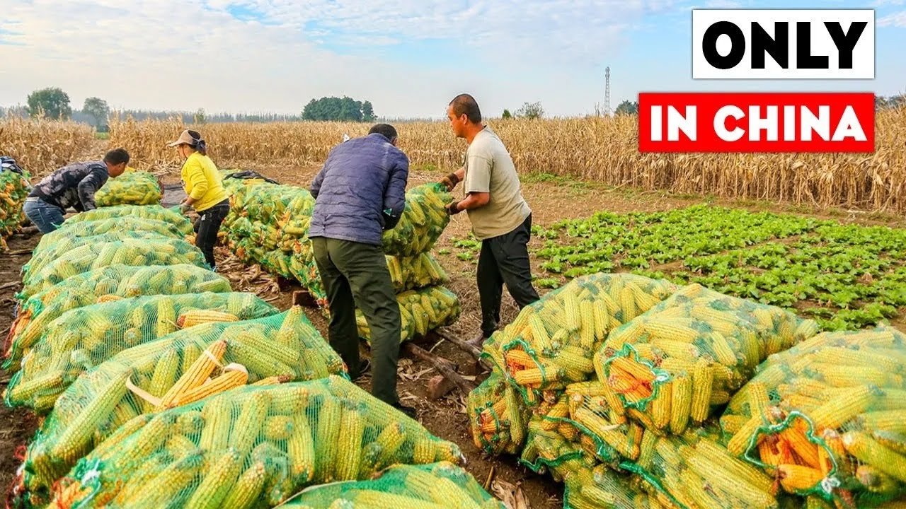 US vs China Corn Farming | How Good Is Corn Production in China and Why ...