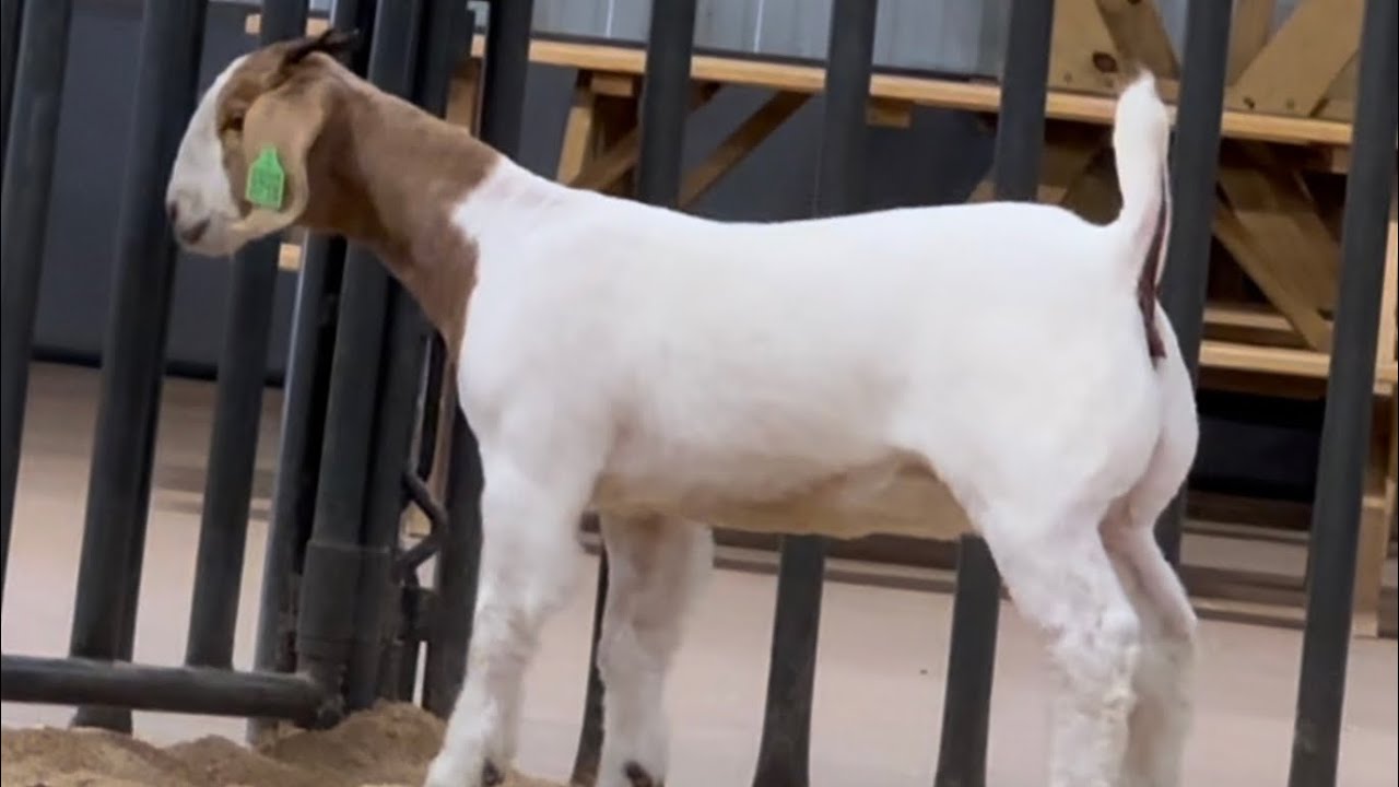 5 Star Doe Kid 3718 - YouTube