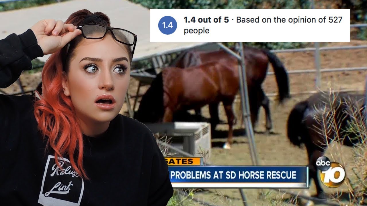 Exposing FAKE Horse Rescues - YouTube