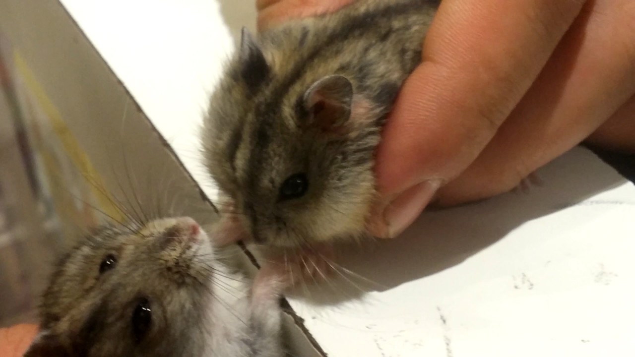 Hamster king (HamsterTribute to lion king) - YouTube