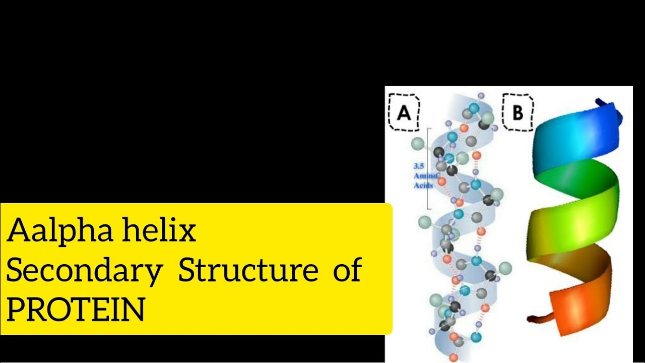 Secondary Structure of PROTEINS - Alpha Helix - YouTube