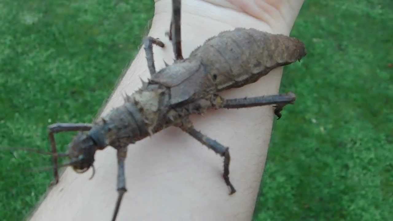 Haaniella genus, H.grayii, H.echinata, and H.dehaani - YouTube