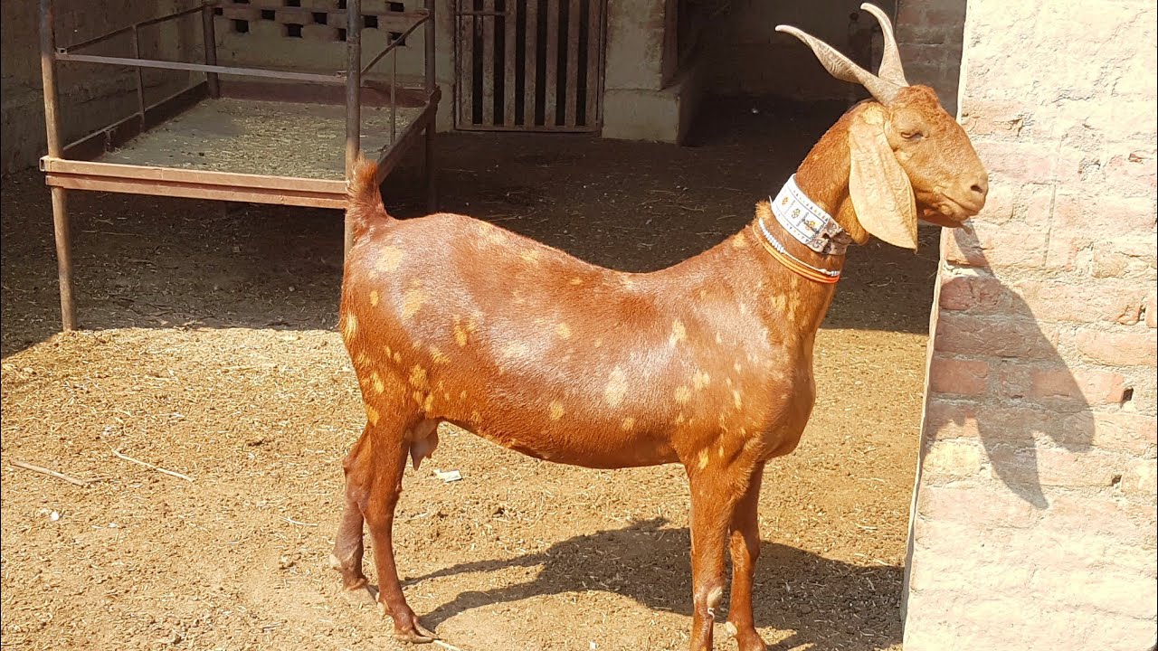 Gulabi Tapri Goat Breed | Complete Documentary - YouTube