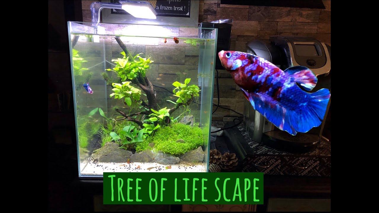 Tree of Life Aquascape for my Koi Betta and his companions - YouTube