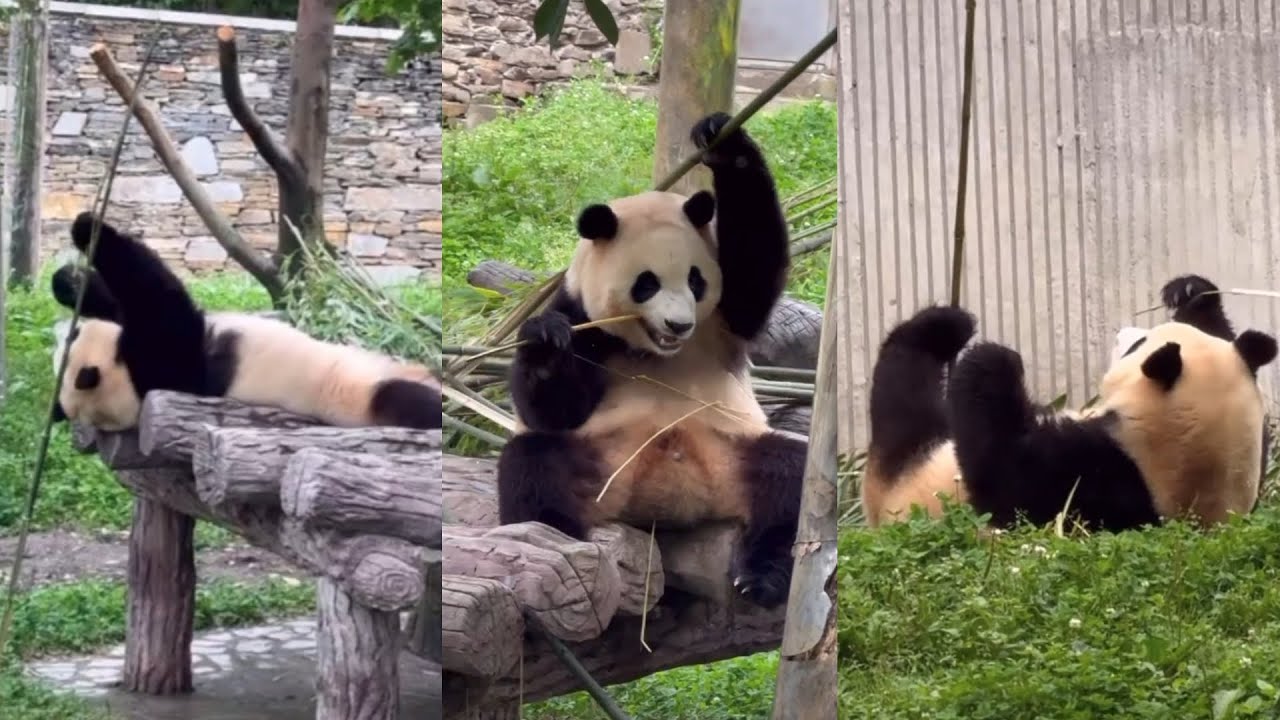 Panda Fu Bao's Bamboo Feast: Adorable Eating Habits in Every Pose! 🐼🎋 ...