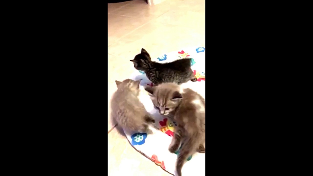 SphynxieBob and Sphynx Outcross Kittens Playing 5 weeks old - YouTube
