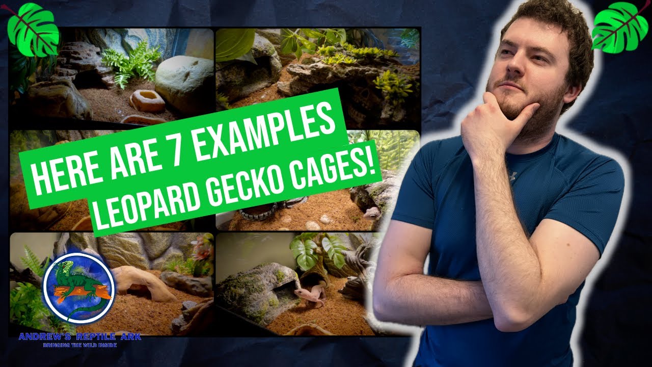 How To Setup the Best Leopard Gecko Enclosures! - YouTube