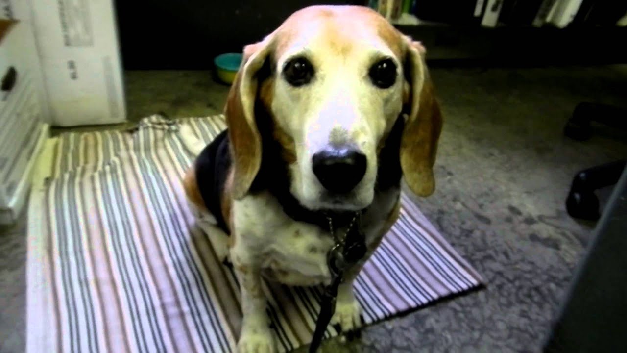 Charlie The Beagle - YouTube