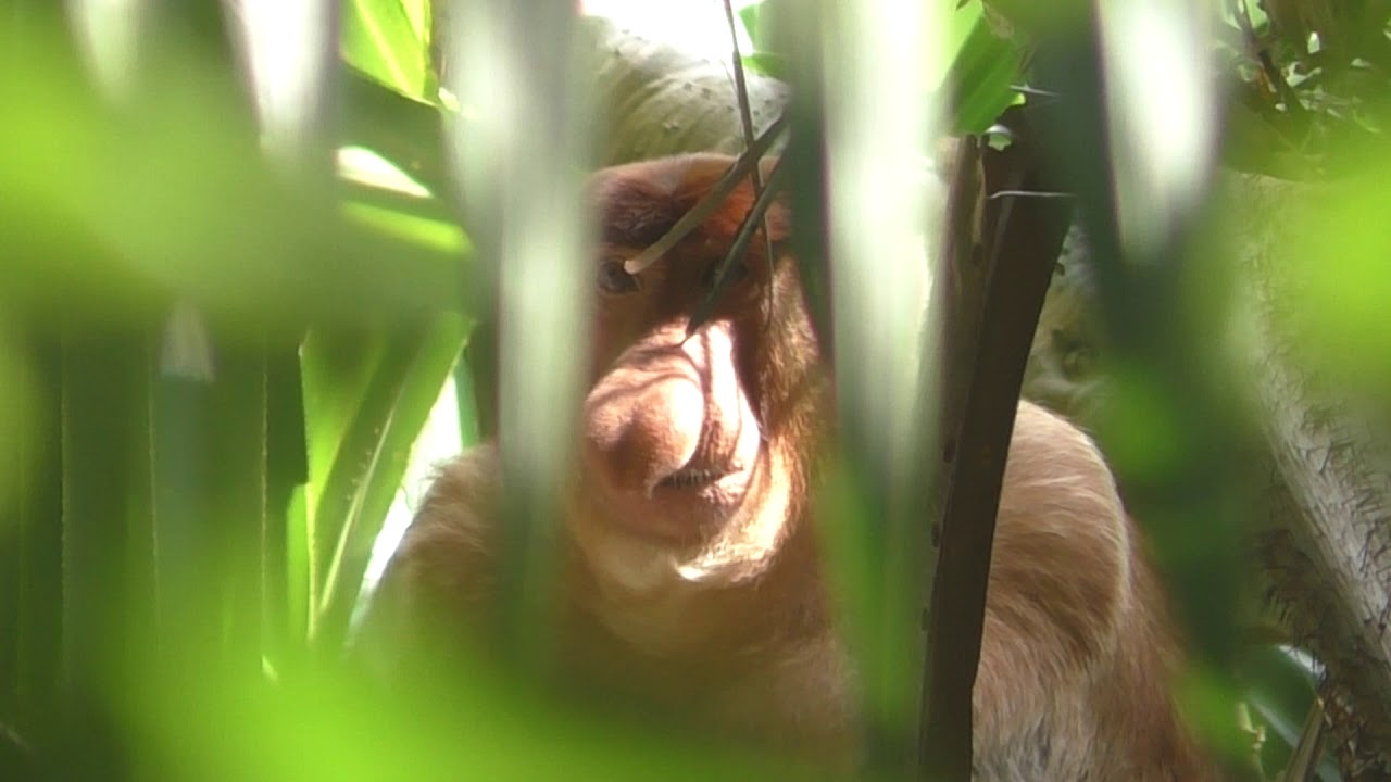 Proboscis monkeys footage hunting - YouTube