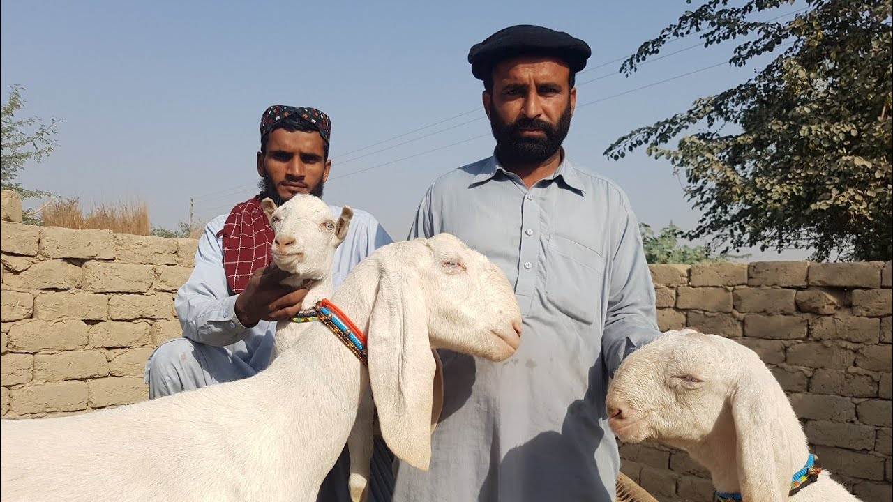 Gulabi rajanpuri goats |Documentary - YouTube