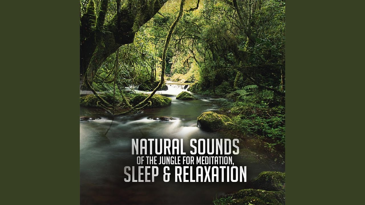 Natural Sounds of the Jungle for Meditation, Sleep & Relaxation - YouTube