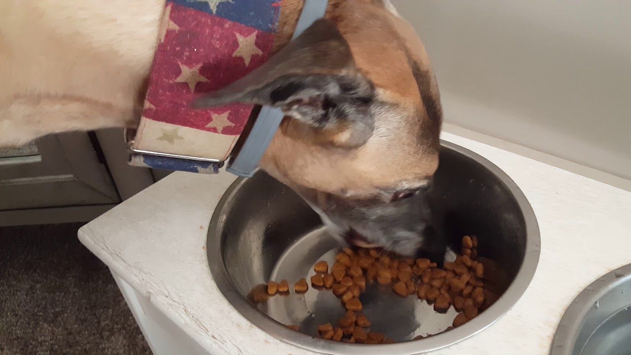 Feeding greyhounds - YouTube