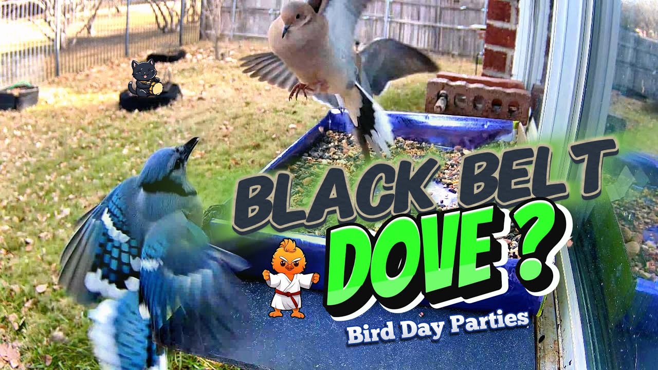 Birds Playing: Did Flappy Dove Get His Black Belt? - YouTube