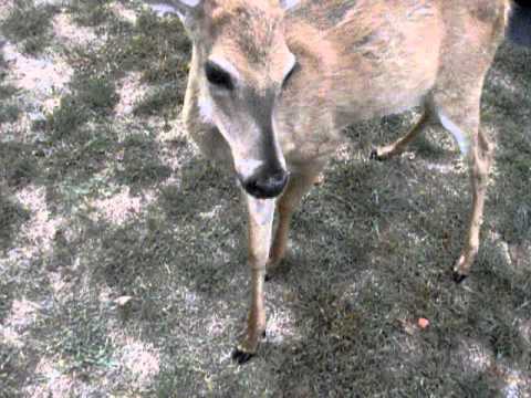 Injured Baby Deer in Shock 9-18-10 @ 6:42am - YouTube